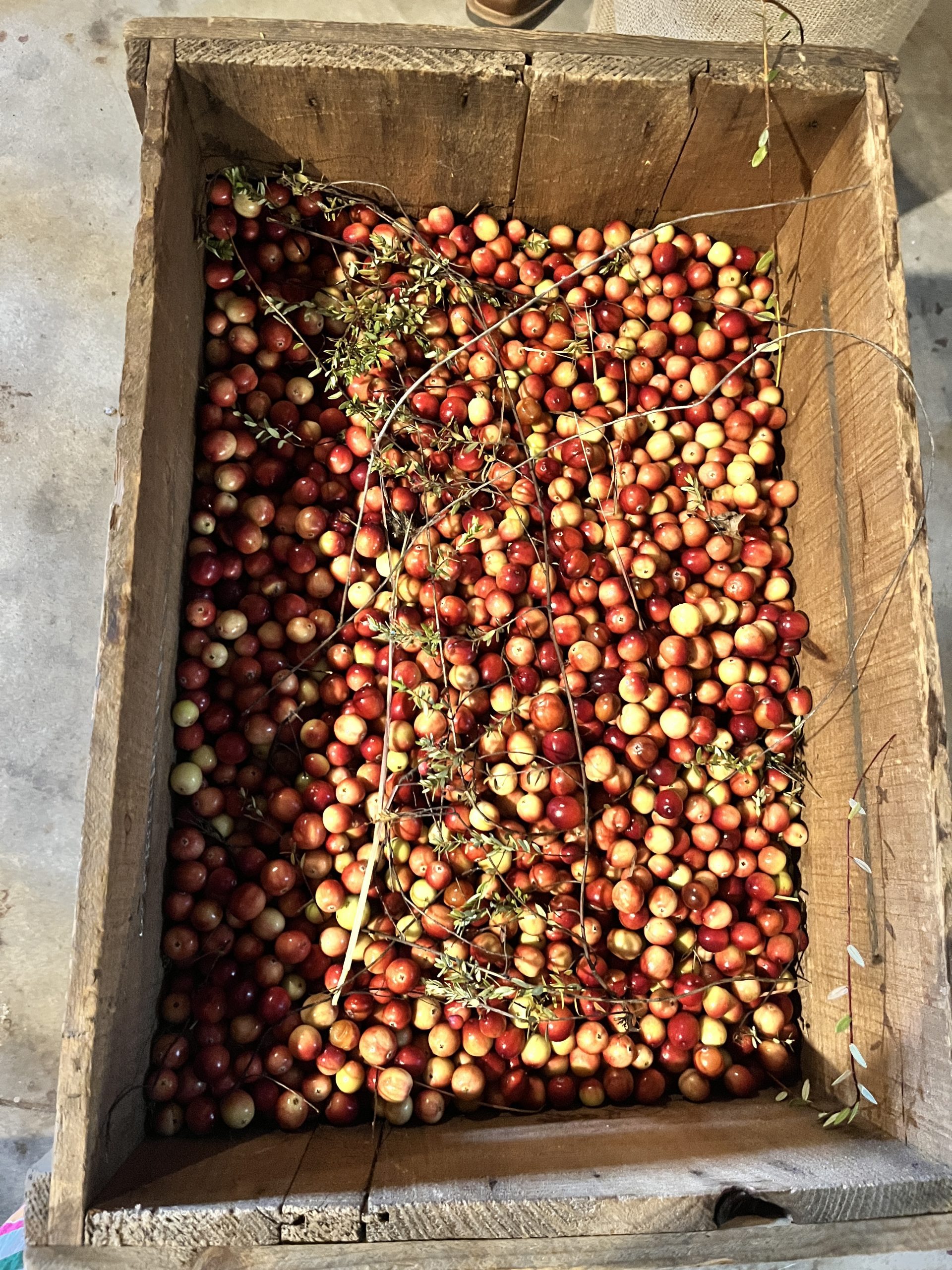 New England Cranberry Farm Tour | Keolis massAdventures