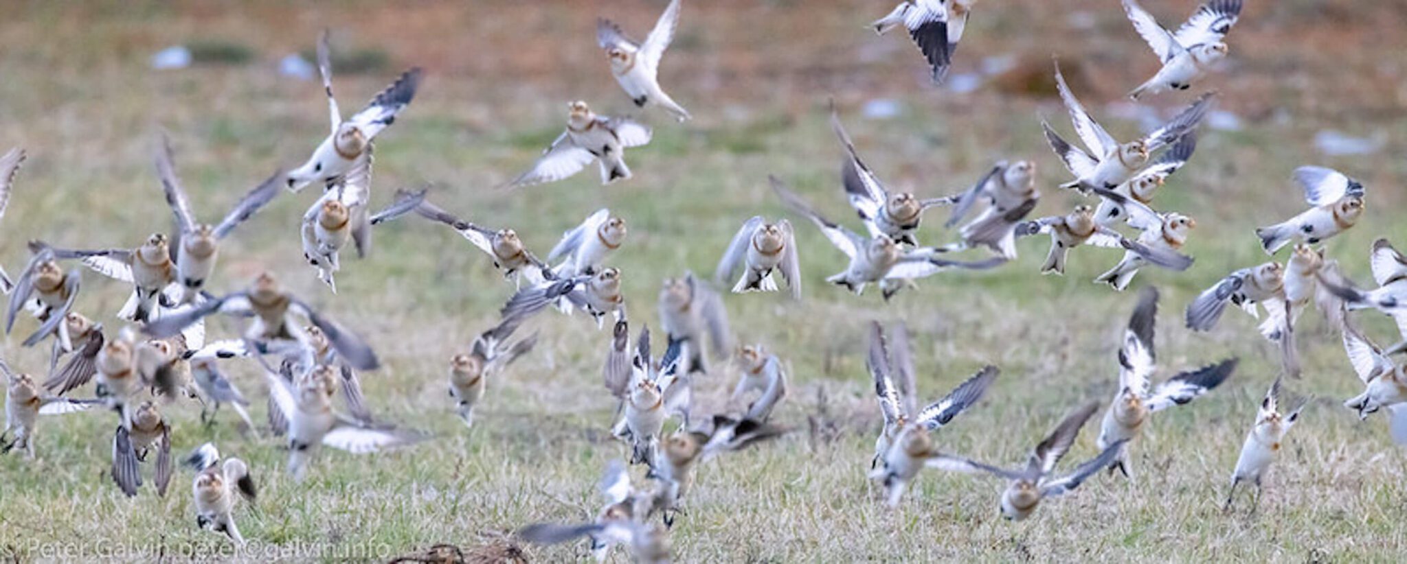Guide to Massachusetts’ Incredible Spring Bird Migration | Keolis ...