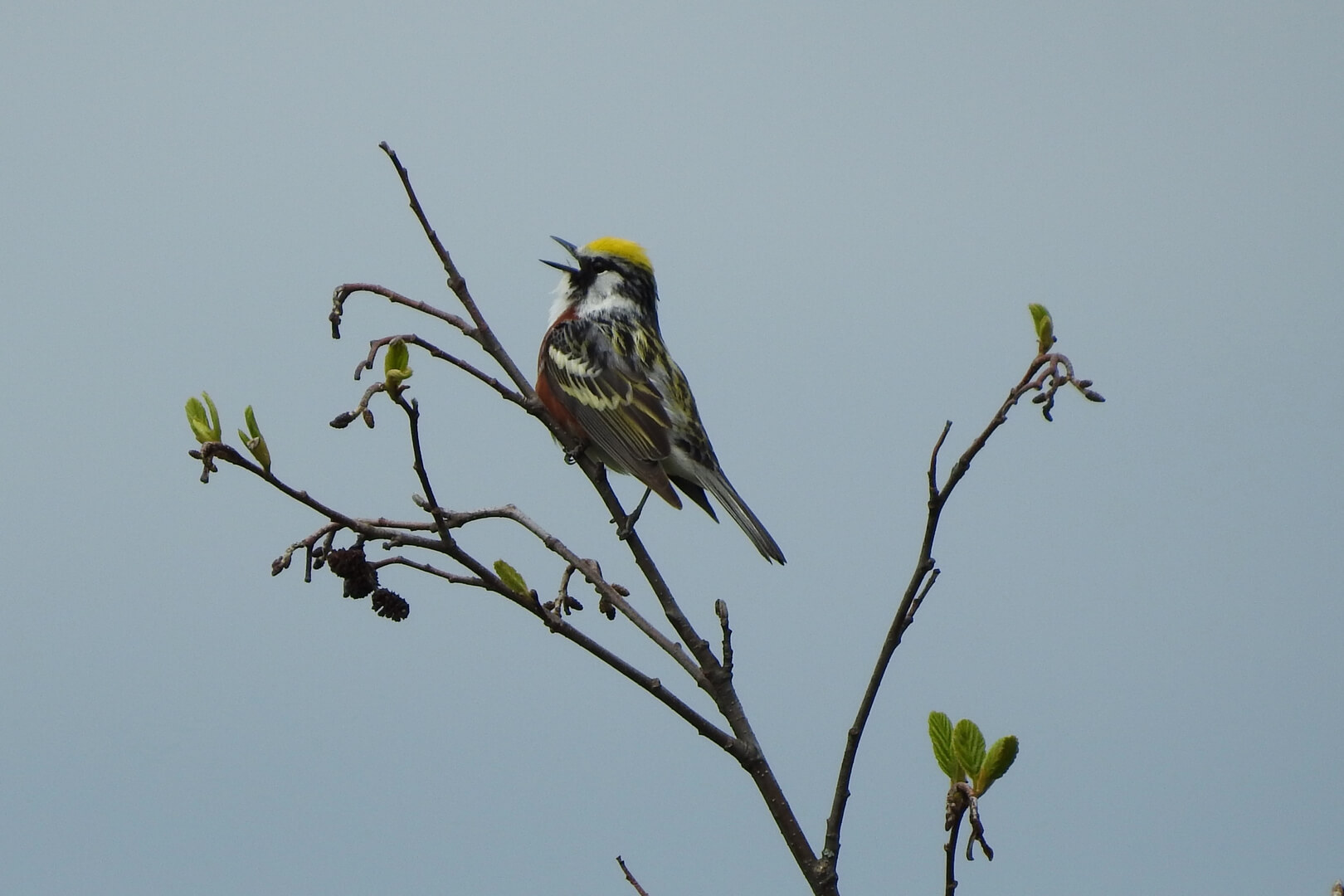 Guide to Massachusetts’ Incredible Spring Bird Migration | Keolis ...