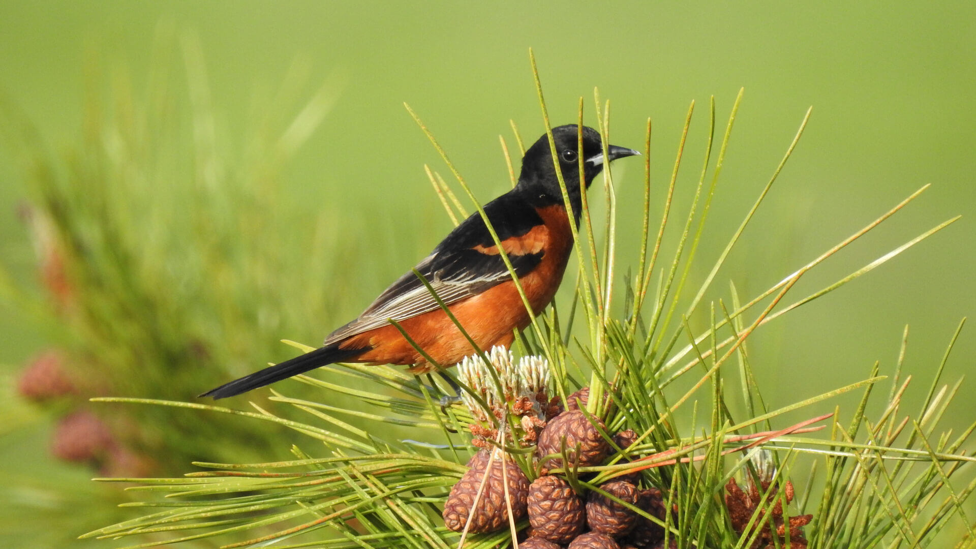 Guide to Massachusetts’ Incredible Spring Bird Migration | Keolis ...