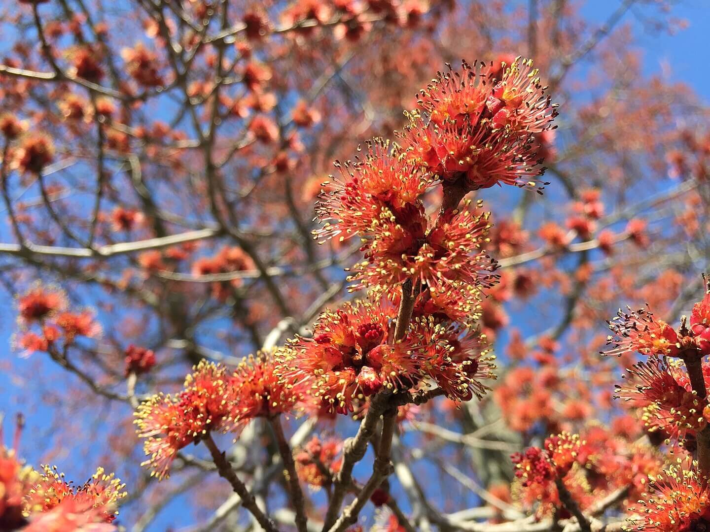 Trees Blooming in Massachusetts | Keolis MassAdventures