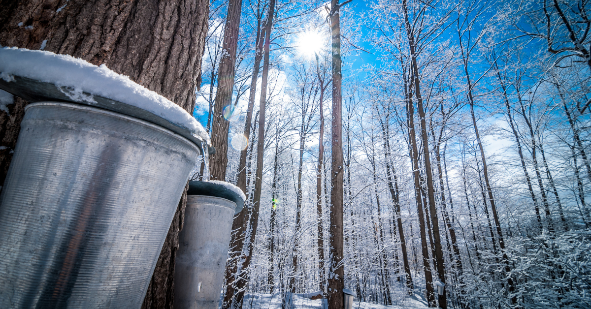 The Art of Maple Sugaring | Keolis massAdventures