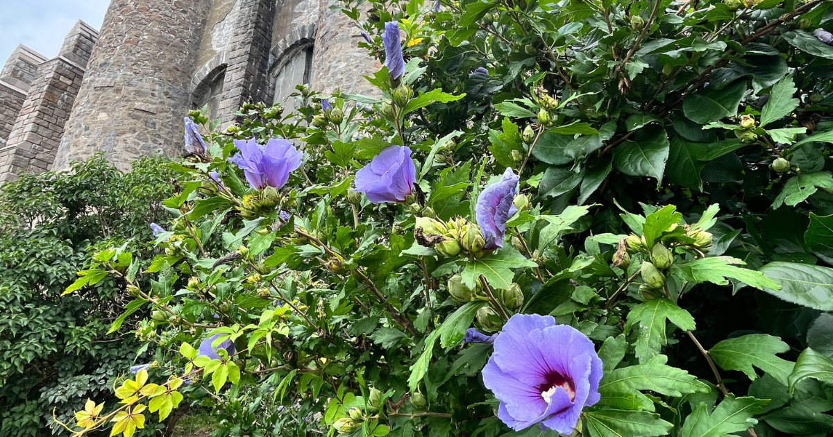 Where to See Spring Flowers in Massachusetts